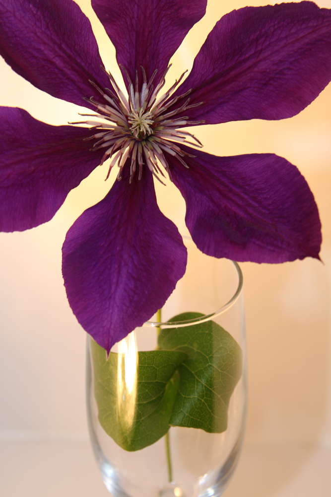 Flutted Flower | Shutterbug
